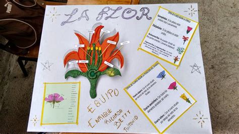 Actividades Del Boopl Maqueta De Partes De Una Flor Partes De La