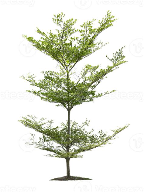 Tree Transparent Background 24850519 PNG