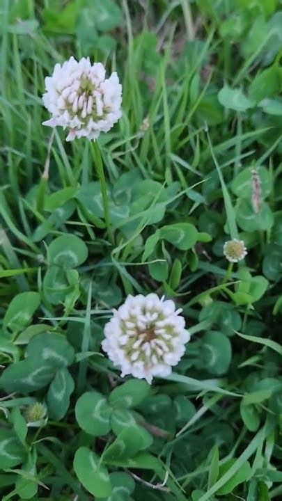 풀꽃 반지 웃음꽃 피어나다이런 자연의 순간이 좋았다면 🌿 구독으로 함께 걸어요 👉 생태 1cm 다큐 Youtube