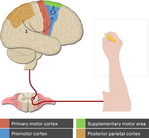 Structure And Function Of The Motor Cortex Areas GetBodySmart
