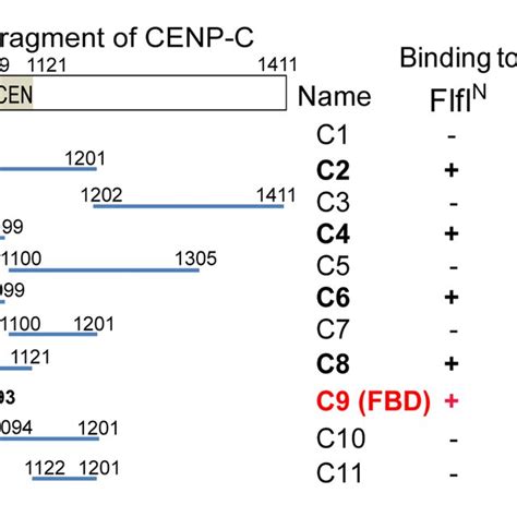 Mapping The Falafel‐binding Domain Fbd Of Cenp‐c Immobilised Gst Download Scientific Diagram