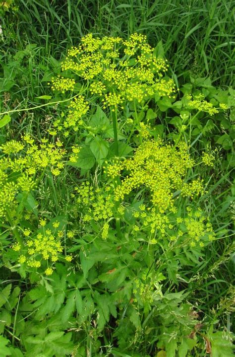 Iowa Wildflower Wednesday Poison Hemlock And Wild Parsnip Bleeding