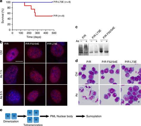 Pml Ring Tetramerization Is Important For Apl Development And Arsenic Download Scientific