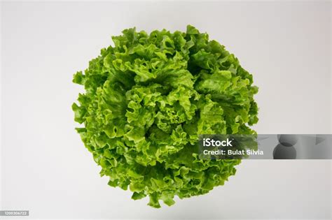 복사 공간 흰색 배경에 고립 된 신선한 녹색 바타비아 양상추 샐러드 헤드 탑 뷰의 무리 구겨진 나뭇잎 바이오 작물 식품 농장 정원 야채 유기농 비건 및 채식주의 영양