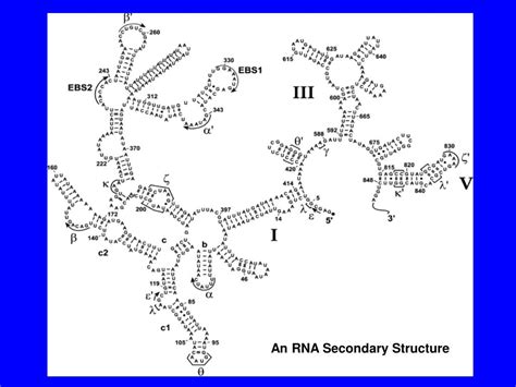 PPT Introduction To The RNA Folding Problems PowerPoint Presentation ID