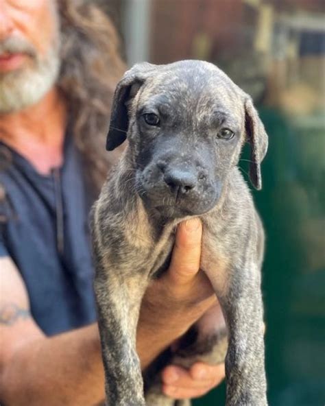 Top Cane Corso Puppies For Sale Near Me Trained And Healthy