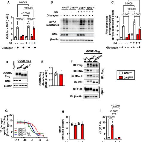 Hepatocyte Specific Deletion Of Gne Attenuates Glucagon Receptor Gcgr Download Scientific