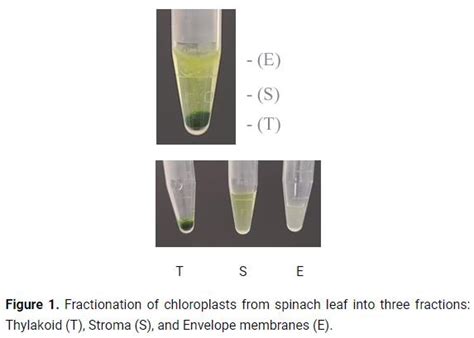Cf 055 Minute™ 类囊体富集和叶绿体组分分离试剂盒 Cf 055 英文特生物技术 北京 有限公司 Inventbiotech 欢迎您
