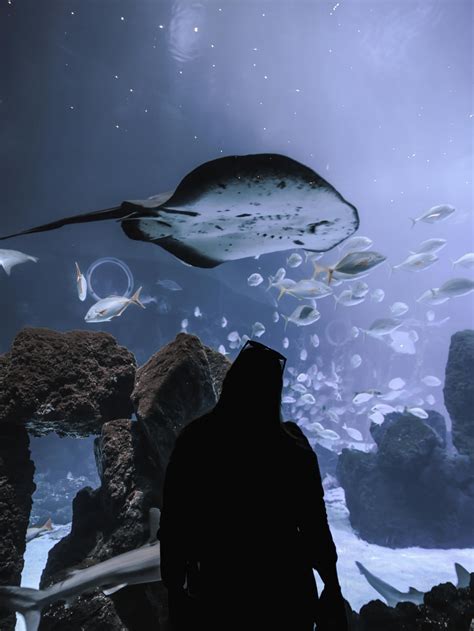 실내 가오리 대양 같은 뒤에서 본 사람 라스 팔마스 만타 만타 가오리 실루엣 만타 레이 매혹적인 물 물 디스플레이 물고기 물고기 수영 바다 바다