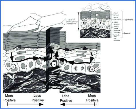 The Electric Field Ef Generated By The Difference In Transepithelial Download Scientific