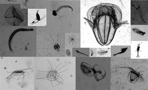 深圳国际研究生院承担的国家重点研发计划“海洋浮游生物监测传感器的研制及系统优化”项目关键技术通过验收 清华大学