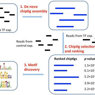 De Novo ChIP Seq Analysis Pipeline Top Reads From The TF Experiment Download Scientific