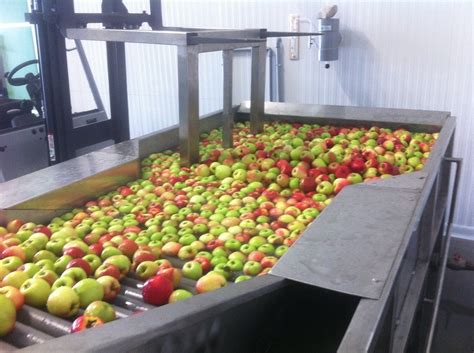 processing sorting grading sizing and packing line for apples