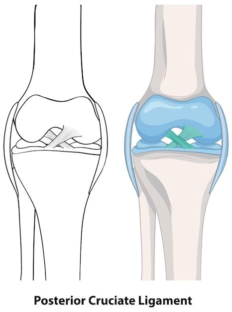 Anatomie Van Het Achterste Kruisband Gratis Vector