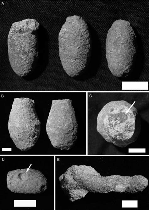 Trace Fossils From The PPP Two Medicine Formation Montana A R Download Scientific Diagram