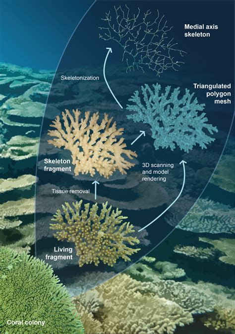 A New Method Developed For Quantifying Complex Formed Corals Informatics Institute