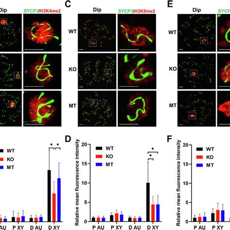 ko male mice showed more defects in histone methylation on meiotic sex