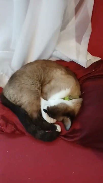Minha Gatinha Dormindo Youtube