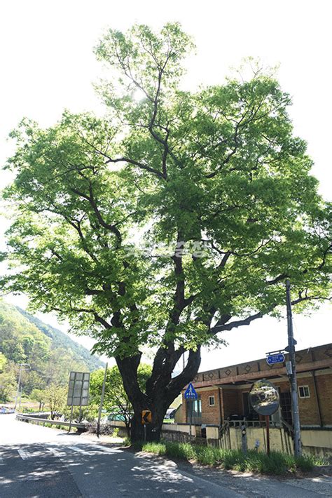 [나무 천년의 세월을 담다 351] 만악리 느티나무를 바라보며 아들에게… 금산군 진산면 만악리 800 1 느티나무