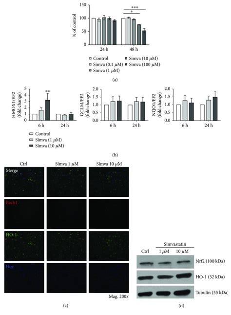 Simvastatin Treatment Upregulates Ho 1 In Patients With Abdominal Aortic Aneurysm But