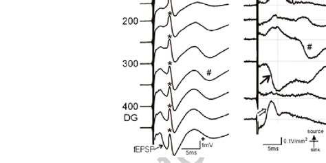 Current Source Density Csd Analysis Of The Ca1 Field Evoked By Medial Download Scientific