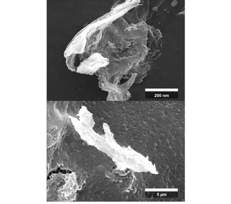 Interfacial Adhesion Detailed Micrographs At Different Magnifications