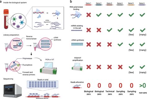 Sources Of Zeros In ScRNA Seq Data A An Overview Of A ScRNA Seq