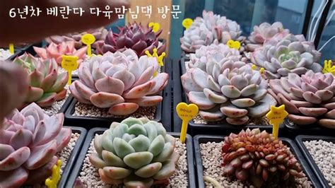 6년차 다육맘의 베란다 다육이~ 다 플분인 사연이 있어요~ 이사 전문가 방불케하는 실력으로 다육이 이사왔지요~ Youtube