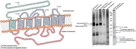 Schematic Illustration Of The Et B Receptor Embedded In Microsomal