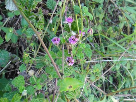 Rubus Parvifolius”pink Flowered Raspberry” Paten Park Native Nursery