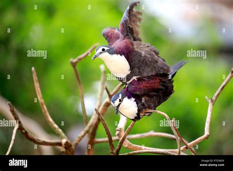 White Breasted Ground Dove White Bibbed Ground Dove Purple Ground Dove Adult Couple Mating