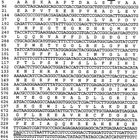 Sequence Of The Cdna And Encoded Protein The Start Nucleotide 84 And