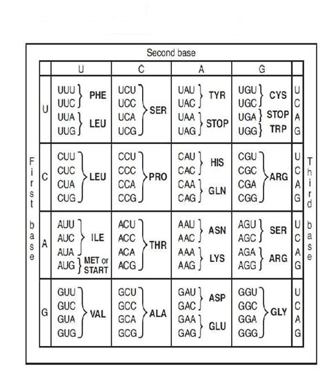Dna Codon Table Cabinets Matttroy
