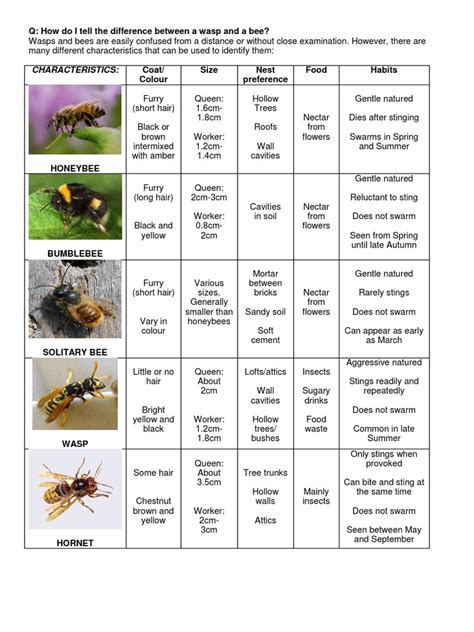 Bee Wasp And Hornet Classification Pdf
