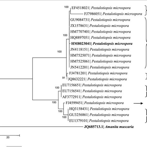 maximum parsimony phylogram showing phylogenetic relationships among