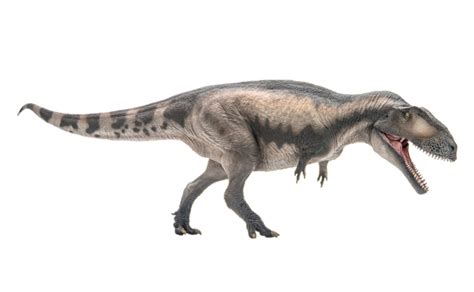 Mapusaurus By Pnso Dans Dinosaurs