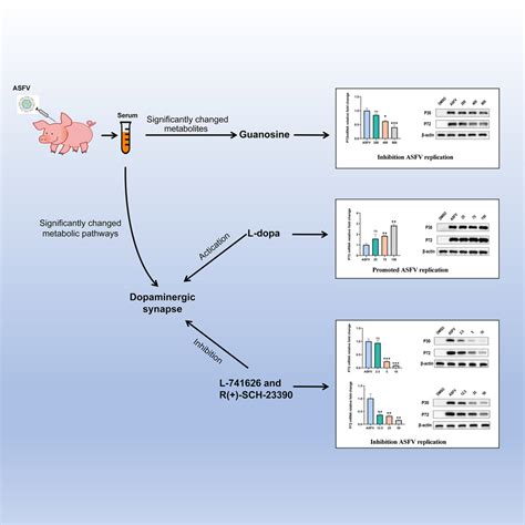 Metabolic Pathways Overview Of The Most Important Metabolic Pathways