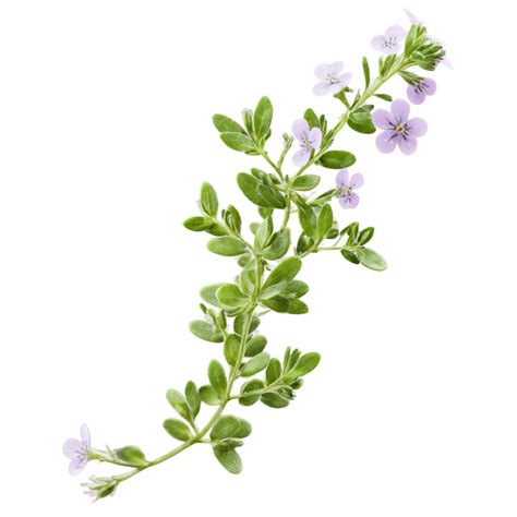 Thyme Leaves Dancing In A Gust Of Wind With Tiny Flowers Floating