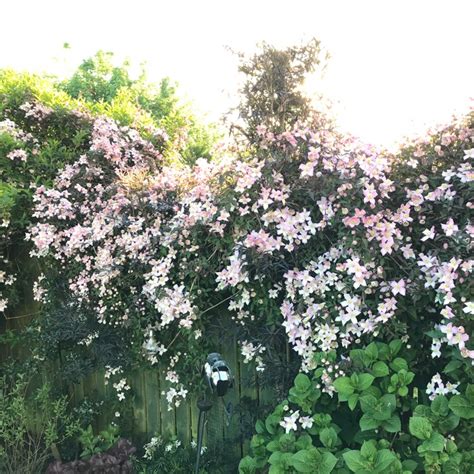 Clematis Pruning Group 1 Clematis Pruning Group 1 Early Flowering Cultivars Uploaded By