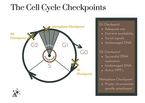 The Cell Cycle Checkpoints — Delta Learning