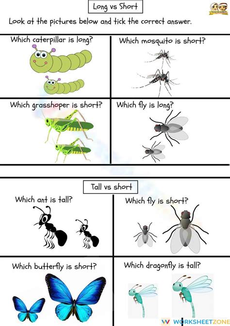Math Comparison Measurement Worksheet