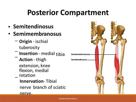 Anatomy Of The Thigh Ppt Download