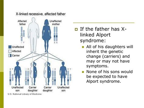 Ppt Genetic Counseling And Alport Syndrome Powerpoint Presentation Id 1472444