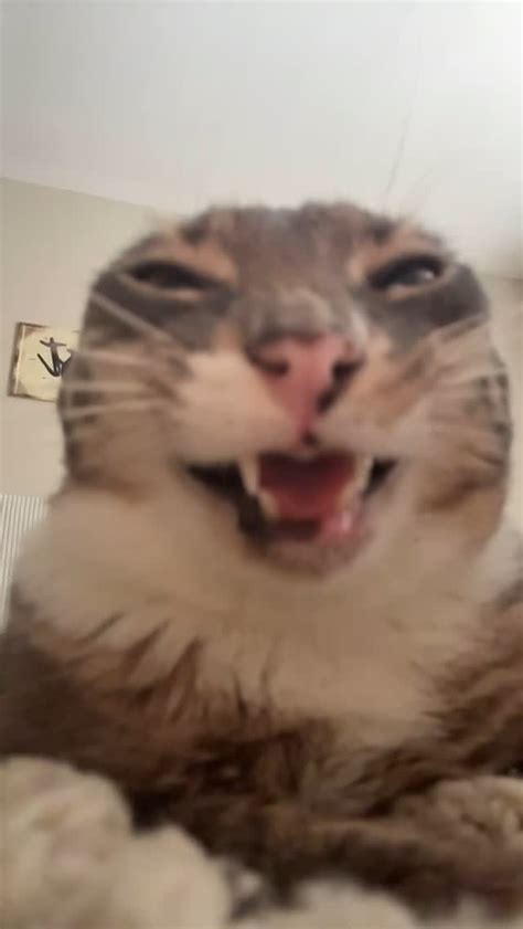 Rigby Cat Iamrigbycat • Instagram Photos And Videos