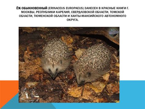 Животные занесённые в красную книгу Ханты Мансийского автономного округа презентация онлайн