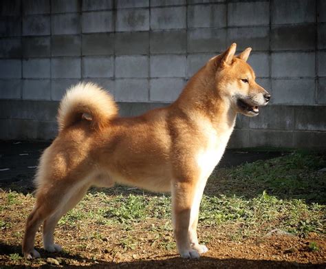 가도켄넬 시바견분양 ☀️🤎 시바견 Shibainu 柴犬 시바견브리더 Shibainubreeder 柴犬ブリーダー 시바견견사 시바견분양 시바견교배