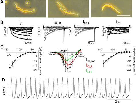 Recordings Of Ionic Currents In San Myocytes Of Gml A Freshly