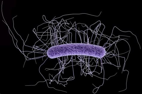 Microbiome Based Oral Drug Looks Promising For Recurrent C Difficile Mpr Microbiome Based Oral Drug Looks Promising For Recurrent C Difficile Mpr