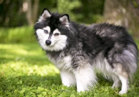 15 Teacup Dogs With Photos That Are Simply Too Cute