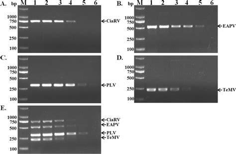 Simultaneous Detection And Differentiation Of Four Viruses In Passion